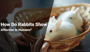 How Do Rabbits Show Affection To Humans? - Nursing Pets