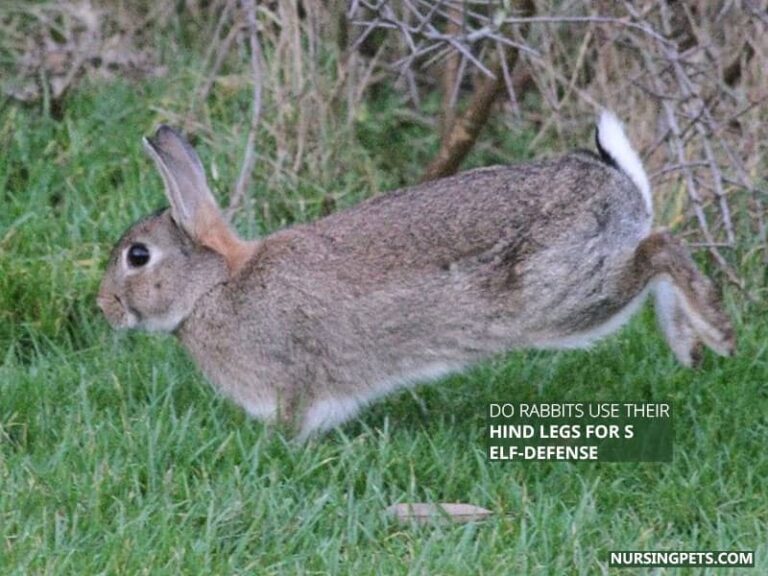 Why Do Rabbits Hop Instead Of Run? - Nursing Pets