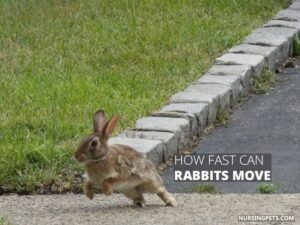 Why Do Rabbits Hop Instead Of Run? - Nursing Pets