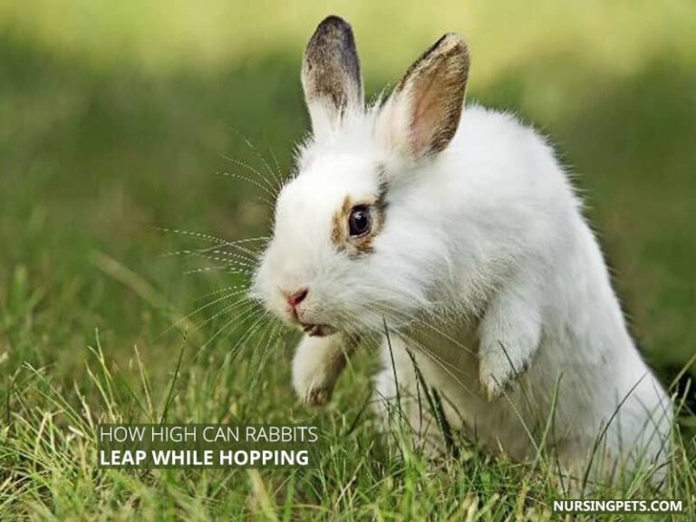 Why Do Rabbits Hop Instead Of Run? - Nursing Pets