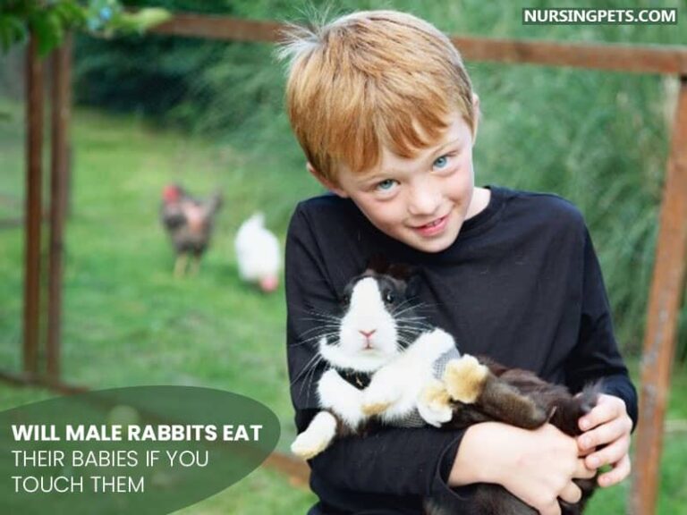Why Do Male Rabbits Eat Their Babies? - Nursing Pets