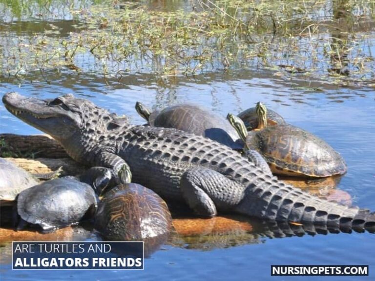 Why Do Turtles Ride Alligators? - Nursing Pets