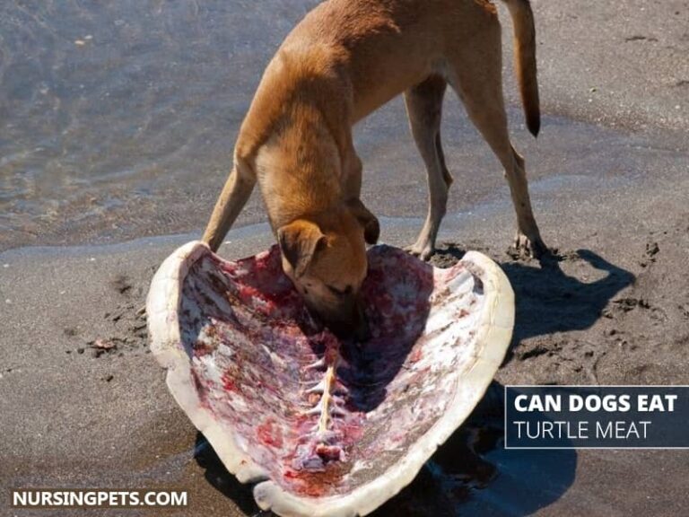 Are Turtles Poisonous To Dogs? - Nursing Pets