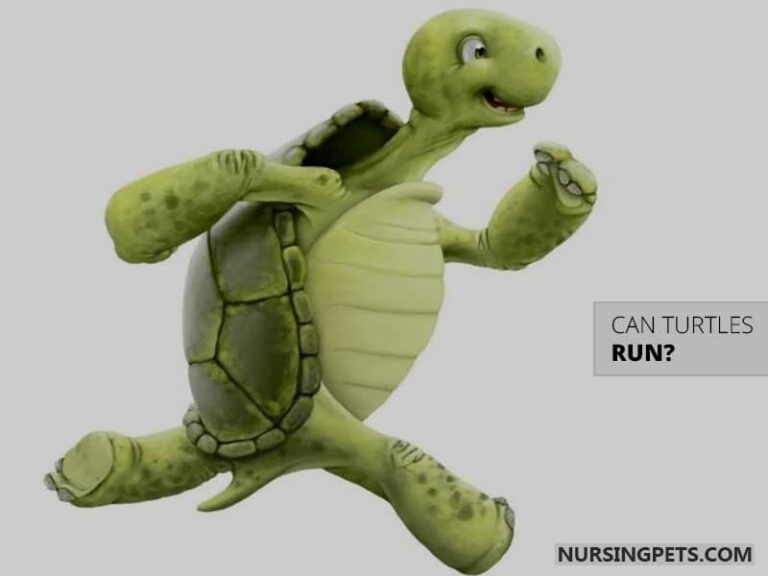 Why Are Turtles So Slow? - Nursing Pets