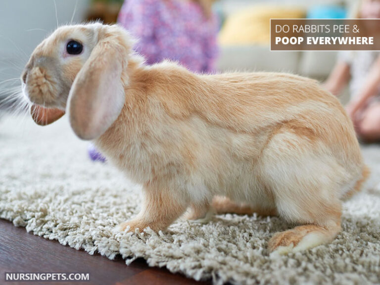 Are Indoor Rabbits Messy? - Nursing Pets