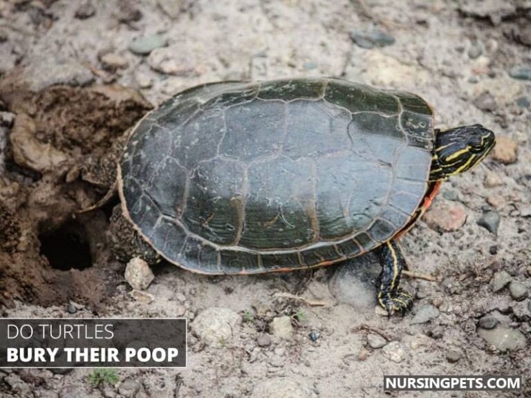 Why Is My (Pet) Turtle Digging In The Tank? Nursing Pets