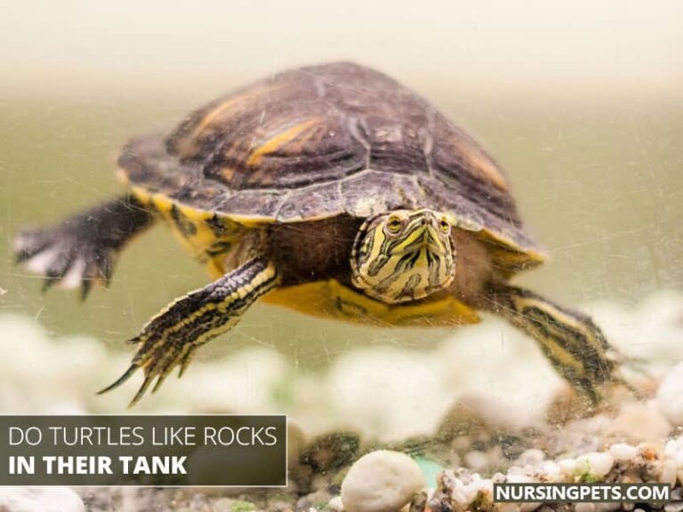 Why Is My (Pet) Turtle Digging In The Tank? Nursing Pets