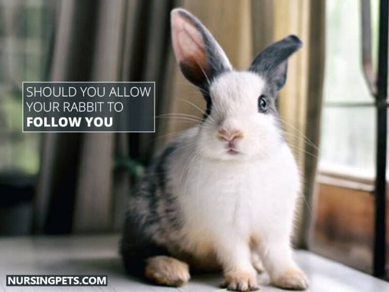 Why Does My Rabbit Follow Me Around? - Nursing Pets