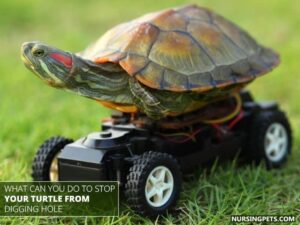 Why Is My (Pet) Turtle Digging In The Tank? Nursing Pets