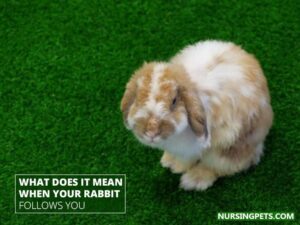Why Does My Rabbit Follow Me Around? - Nursing Pets