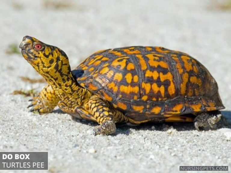 Do Or Can Turtles Pee? (Explain With Picture) - Nursing Pets