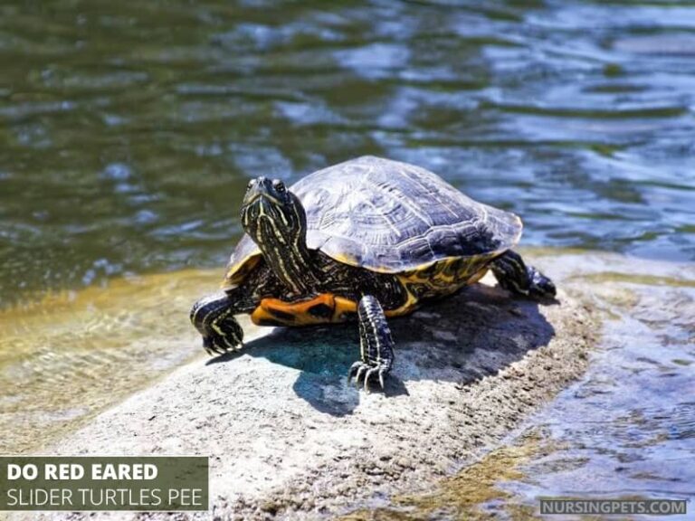 Do Or Can Turtles Pee? (Explain With Picture) - Nursing Pets