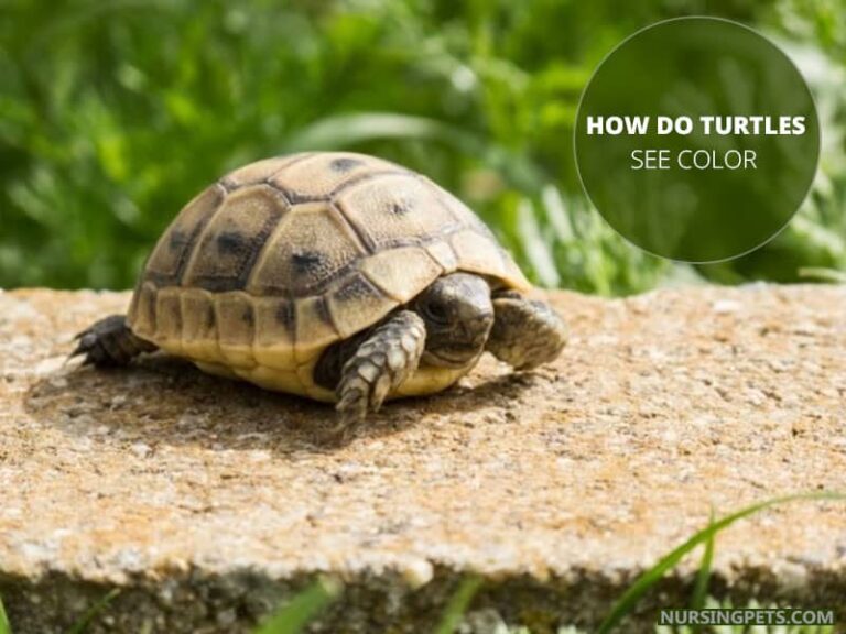 Are Turtles Color Blind (Can Turtles See Color) - Nursing Pets