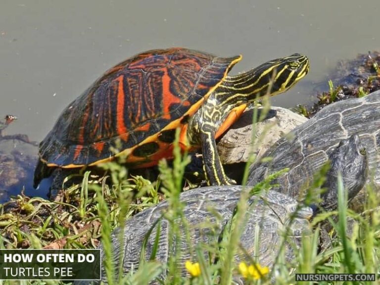 Do Or Can Turtles Pee? (Explain With Picture) - Nursing Pets