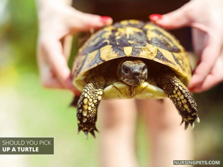 Why Do Turtles Pee When Picked Up? - Nursing Pets