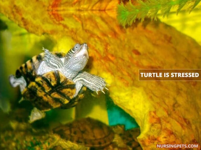 Why Does My Turtle Swim Frantically? - Nursing Pets