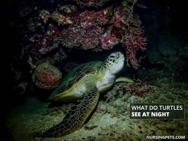 How Do Turtles See The World? [Turtle Vision] - Nursing Pets