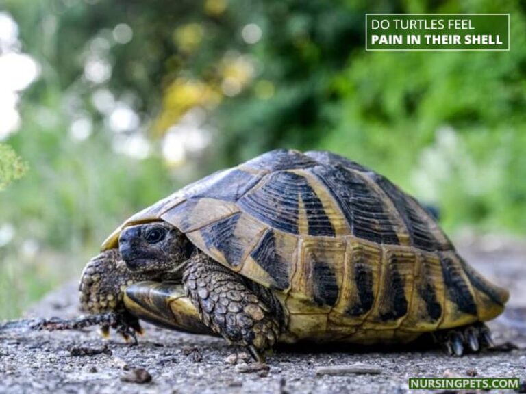 Do Turtles Have Nerves Their Shells? They Feel It? - Nursing Pets