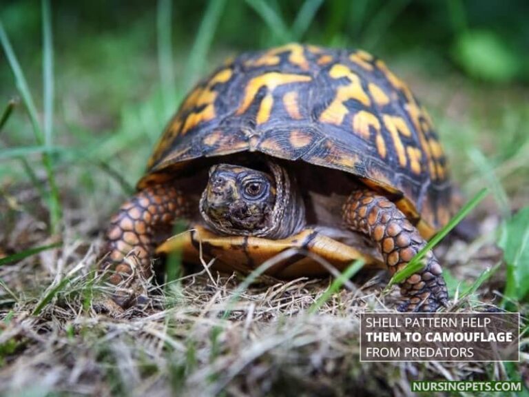 Do Turtles Have Nerves Their Shells? They Feel It? - Nursing Pets