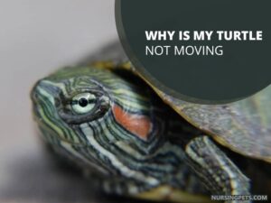 Why Turtle Sitting On The Bottom Of The Tank? - Nursing Pets