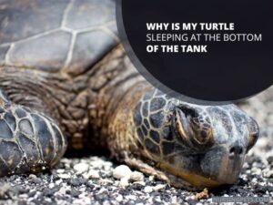 Why Turtle Sitting On The Bottom Of The Tank? - Nursing Pets