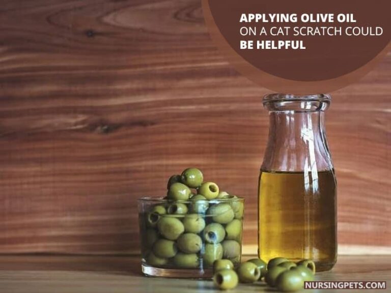 Do Cat Scratches Leave Scars? - Nursing Pets