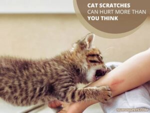 Do Cat Scratches Leave Scars? - Nursing Pets