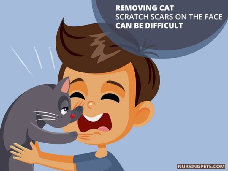 Do Cat Scratches Leave Scars? - Nursing Pets