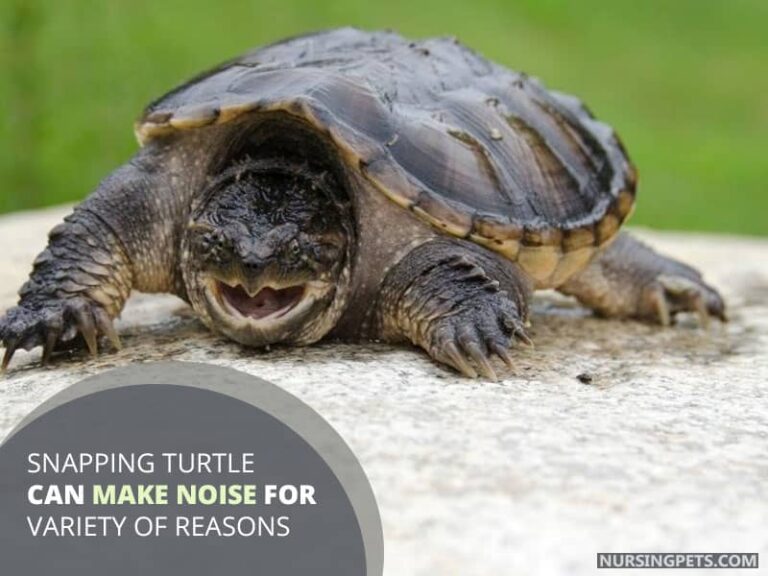 Do Snapping Turtles Make Noise? - Nursing Pets