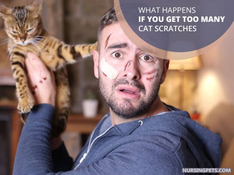 Do Cat Scratches Leave Scars? - Nursing Pets