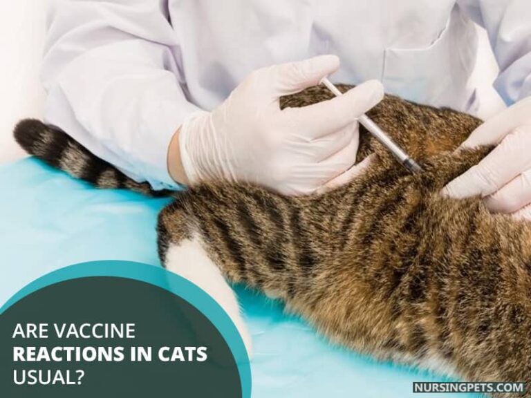 Why Is My Cat Acting Weird After Shots? - Nursing Pets