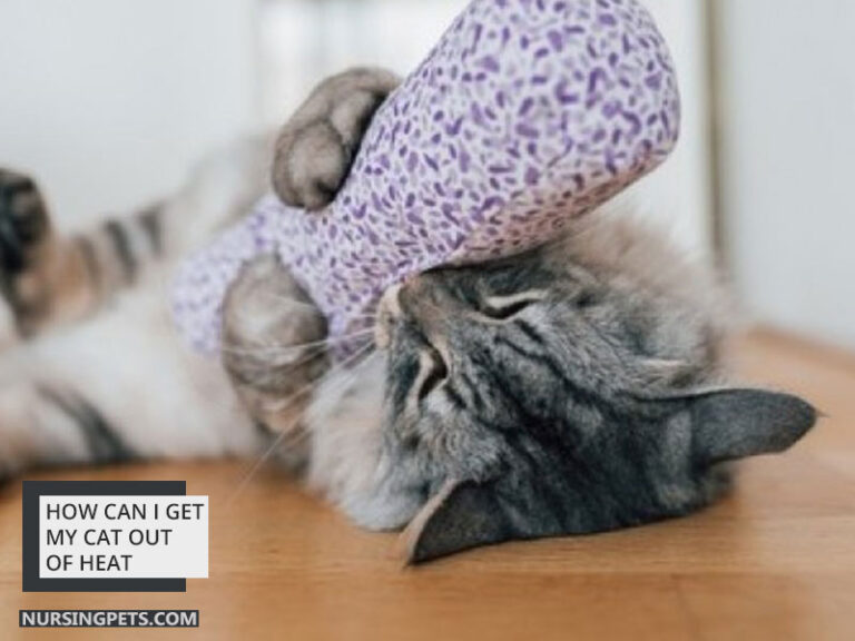 Does It Hurt A Cat To Be In Heat? [Cats in Pain] - Nursing Pets