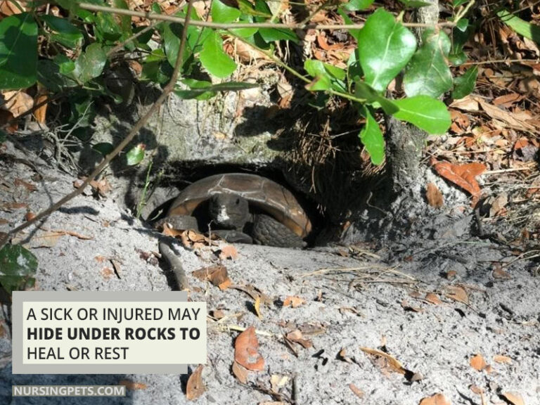 Do Turtles Like To Hide? - Nursing Pets