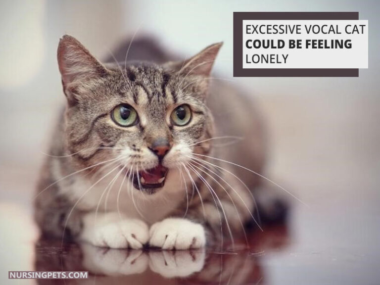 Do Cats Prefer To Be The Only Cat? - Nursing Pets