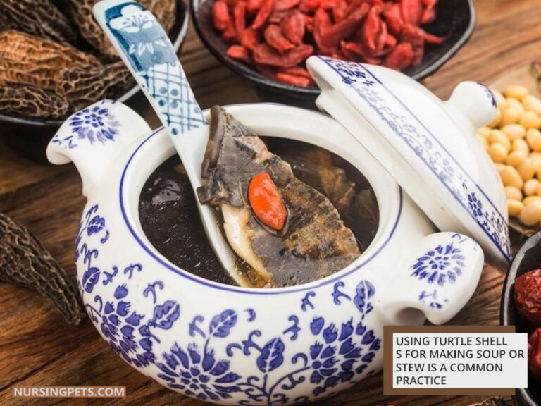 Do People Eat Turtles? - Nursing Pets