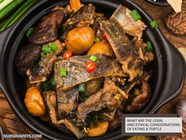 Do People Eat Turtles? - Nursing Pets