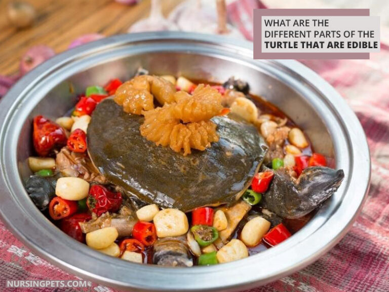 Do People Eat Turtles? - Nursing Pets