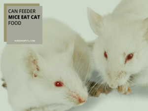 Do Mice Eat Cat Food? - Nursing Pets