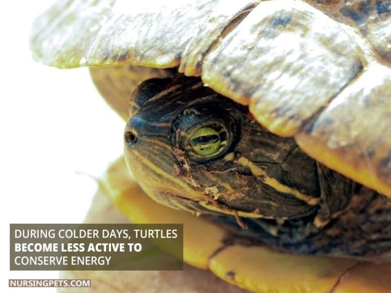 Why Is My Turtle Not/Less Active? - Nursing Pets