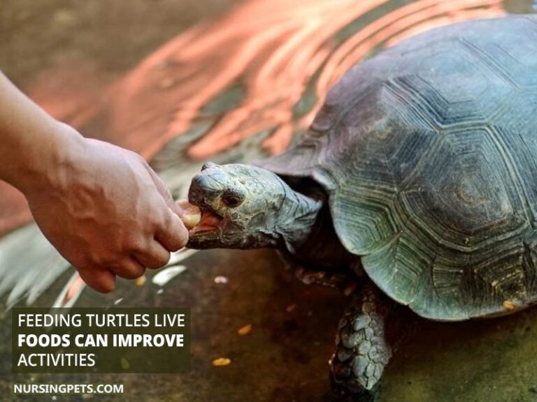 Why Is My Turtle Not/Less Active? - Nursing Pets