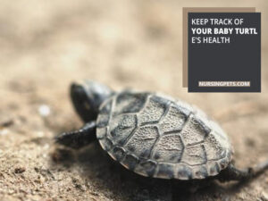 Why Won't My Baby Turtle Eat? - Nursing Pets