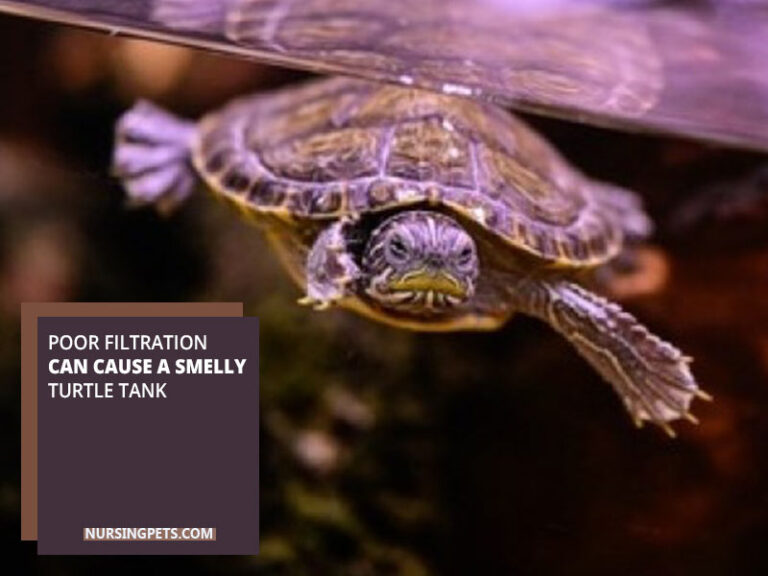 Why Does My Turtle Tank Smell? - Nursing Pets
