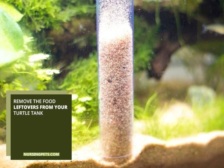 Why Does My Turtle Tank Smell? - Nursing Pets