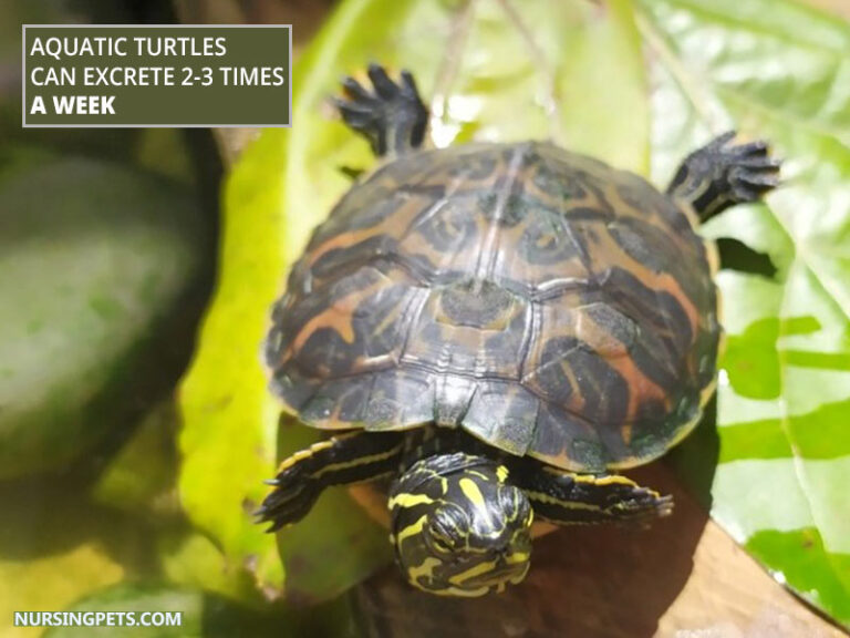 Unbelievable! Do Turtles Really Eat Their Own Poop? - Nursing Pets