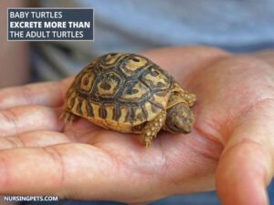 Unbelievable! Do Turtles Really Eat Their Own Poop? - Nursing Pets