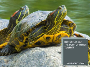 Unbelievable! Do Turtles Really Eat Their Own Poop? - Nursing Pets