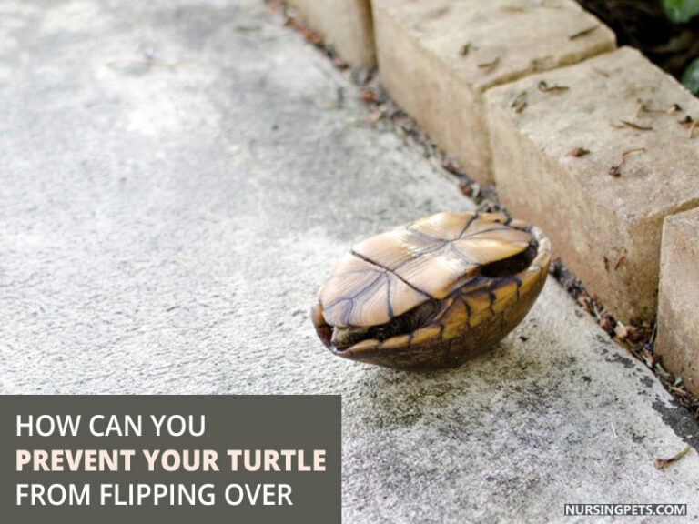 Can Turtles Breathe Upside Down? - Nursing Pets