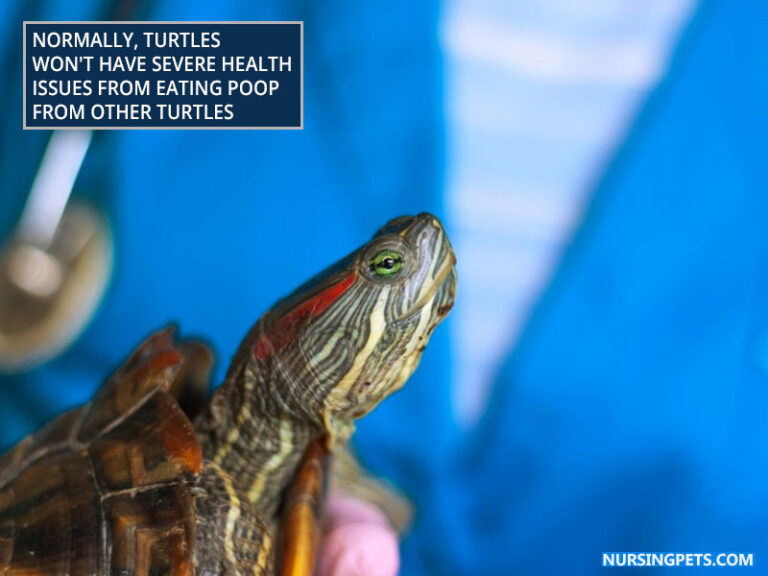 Unbelievable! Do Turtles Really Eat Their Own Poop? - Nursing Pets