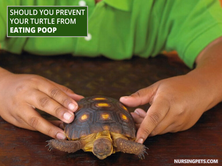 Unbelievable! Do Turtles Really Eat Their Own Poop? - Nursing Pets
