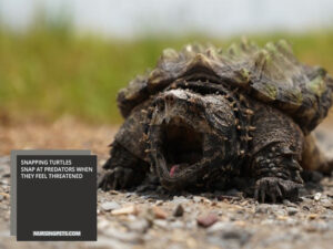 Can Snapping Turtles Hide In Their Shells? - Nursing Pets